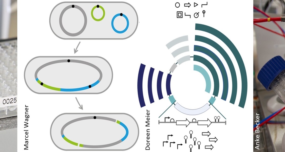 Development of microbial synthetic biology chassis - Development of microbial synthetic biology ...